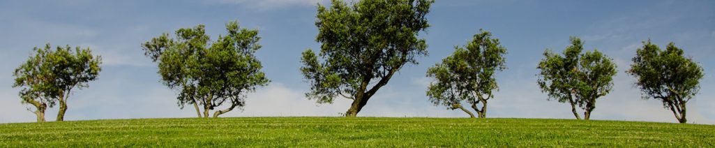 Tree Farm - Tips Turf - Serving Central Texas - Turf Grower